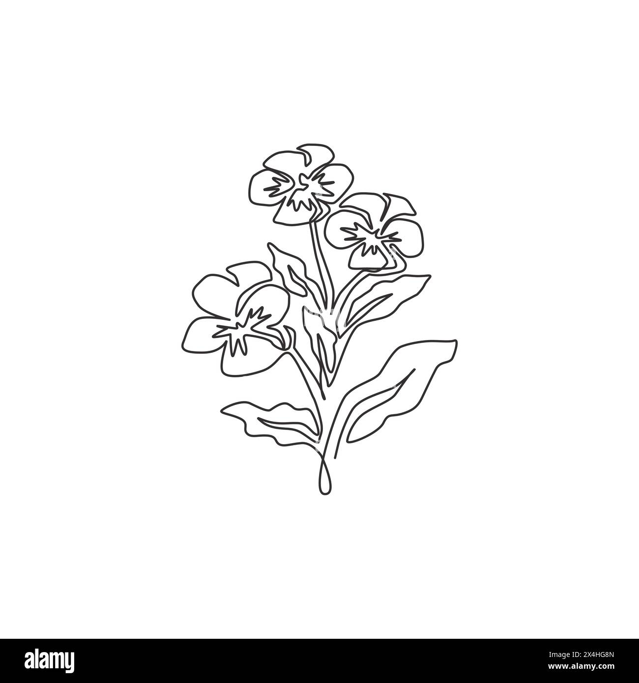 Single Continuous Line Drawing Beauty Fresh Ranunculus For Home Decor
