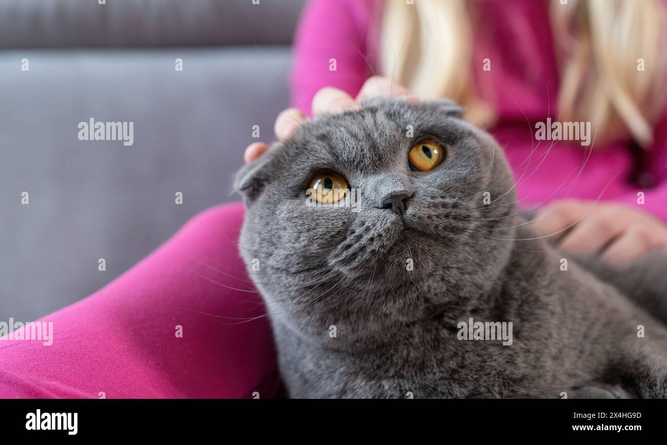 Cat head rub hi-res stock photography and images - Alamy