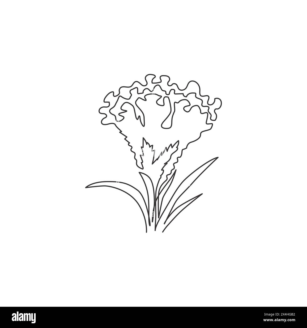 Celosia Cristata Cockscomb Stock Vector Images Alamy