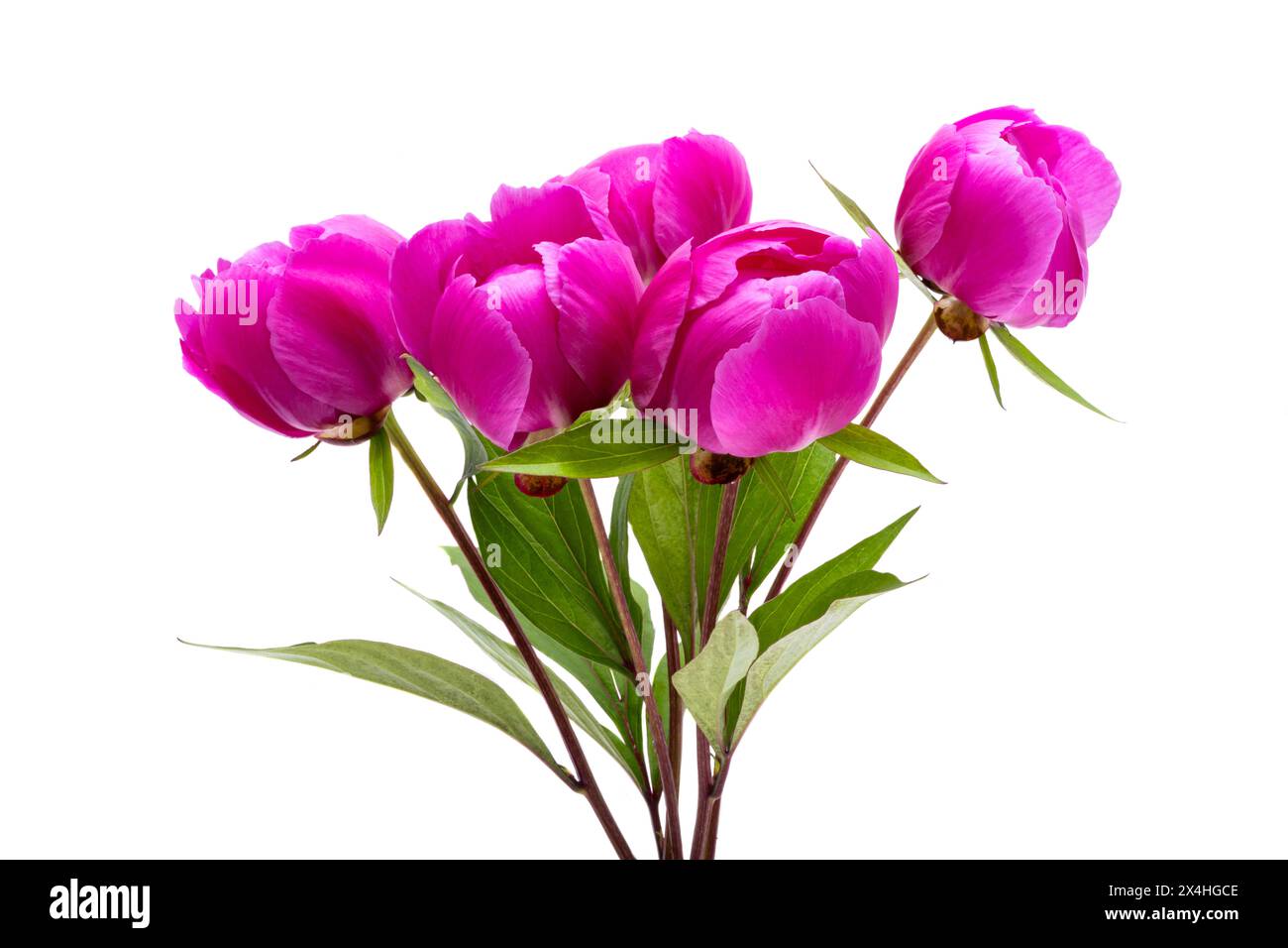 bouquet of peonies isolated on white background Stock Photo - Alamy