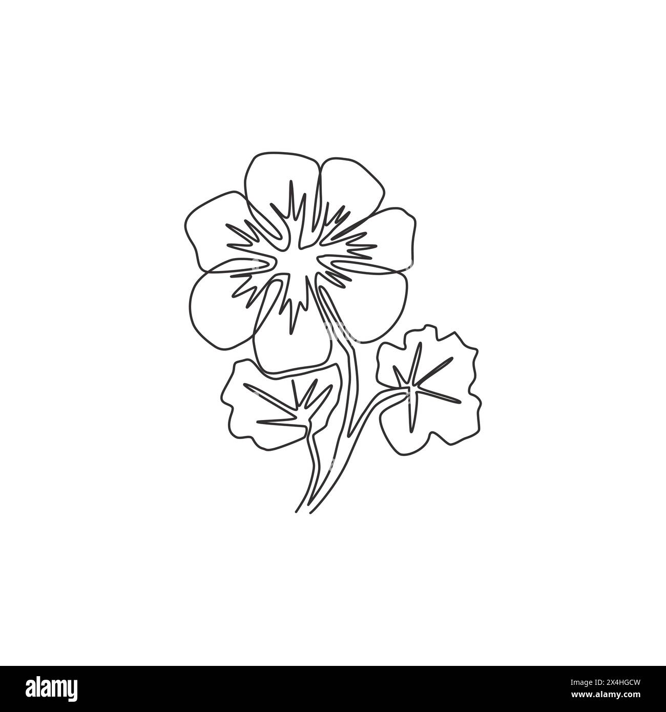 Geranium drawing Stock Vector Images - Alamy