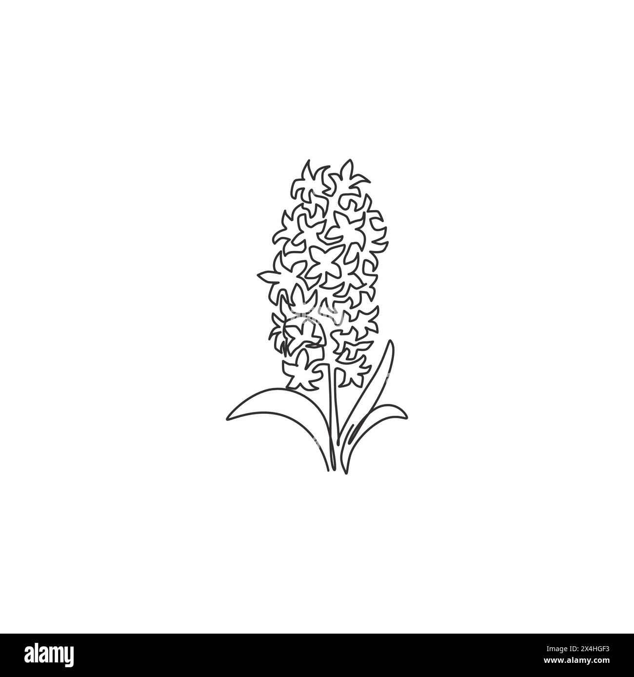 Hyacinthus vector vectors hi-res stock photography and images - Alamy