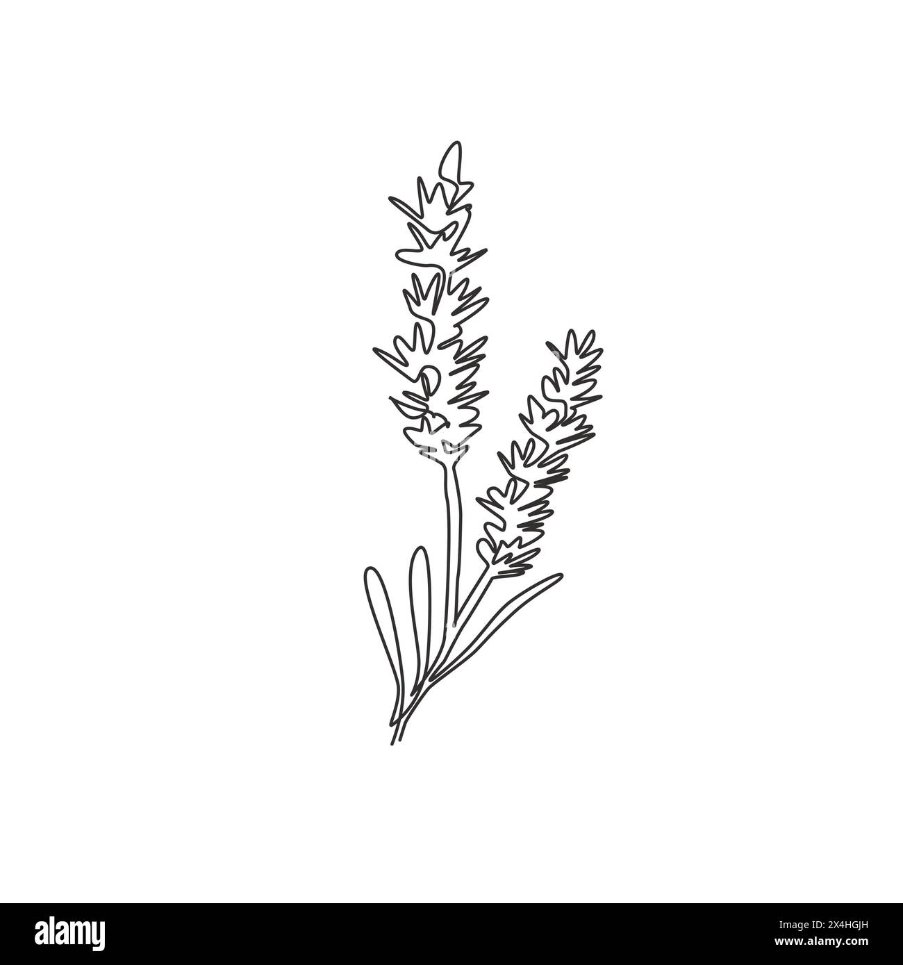 Park lavender Cut Out Stock Images & Pictures - Alamy