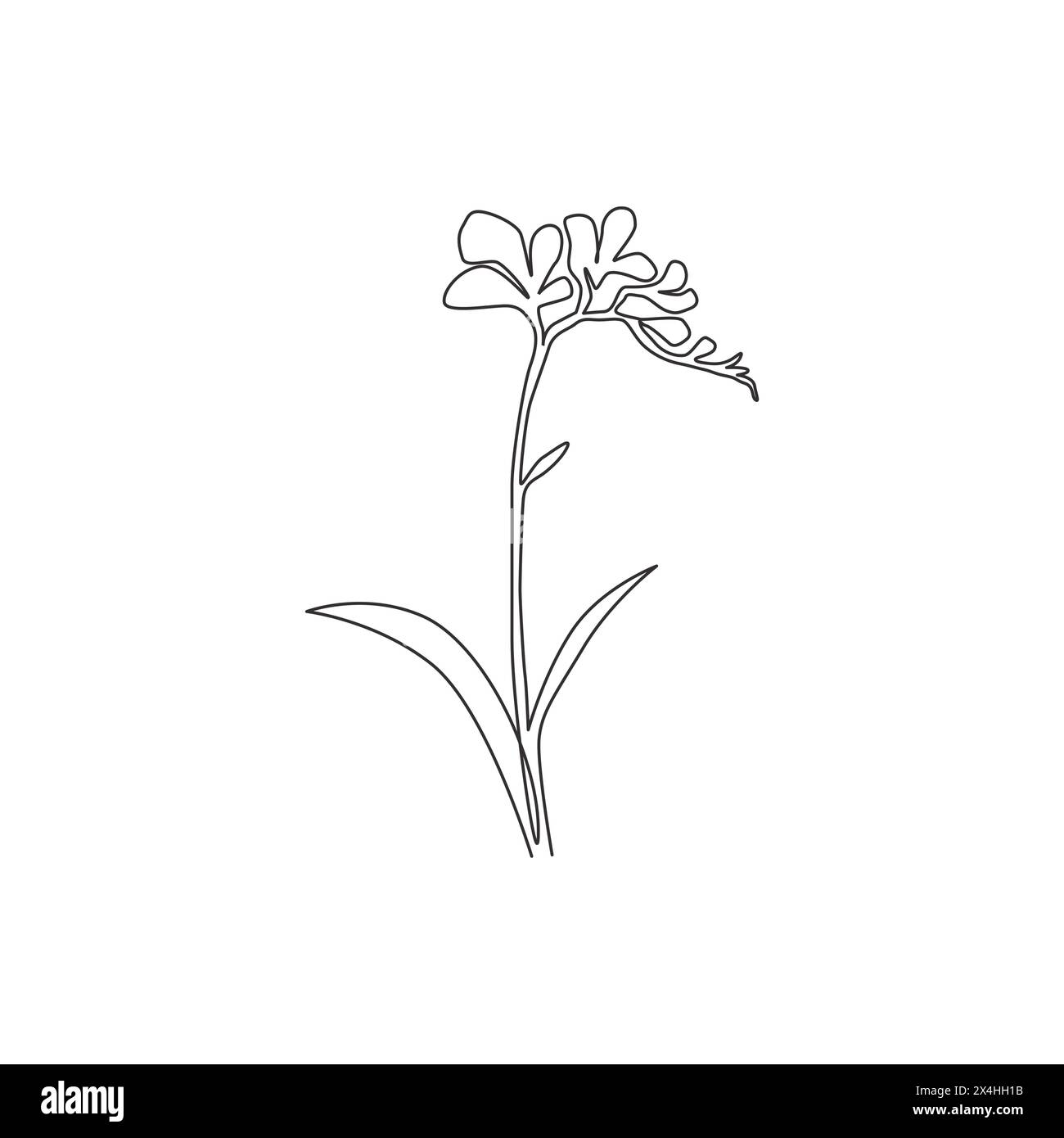 Freesia hand drawing Stock Vector Images - Alamy