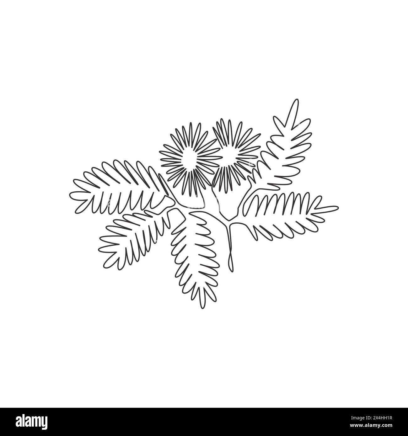 Mimosa pudica tree Stock Vector Images - Alamy