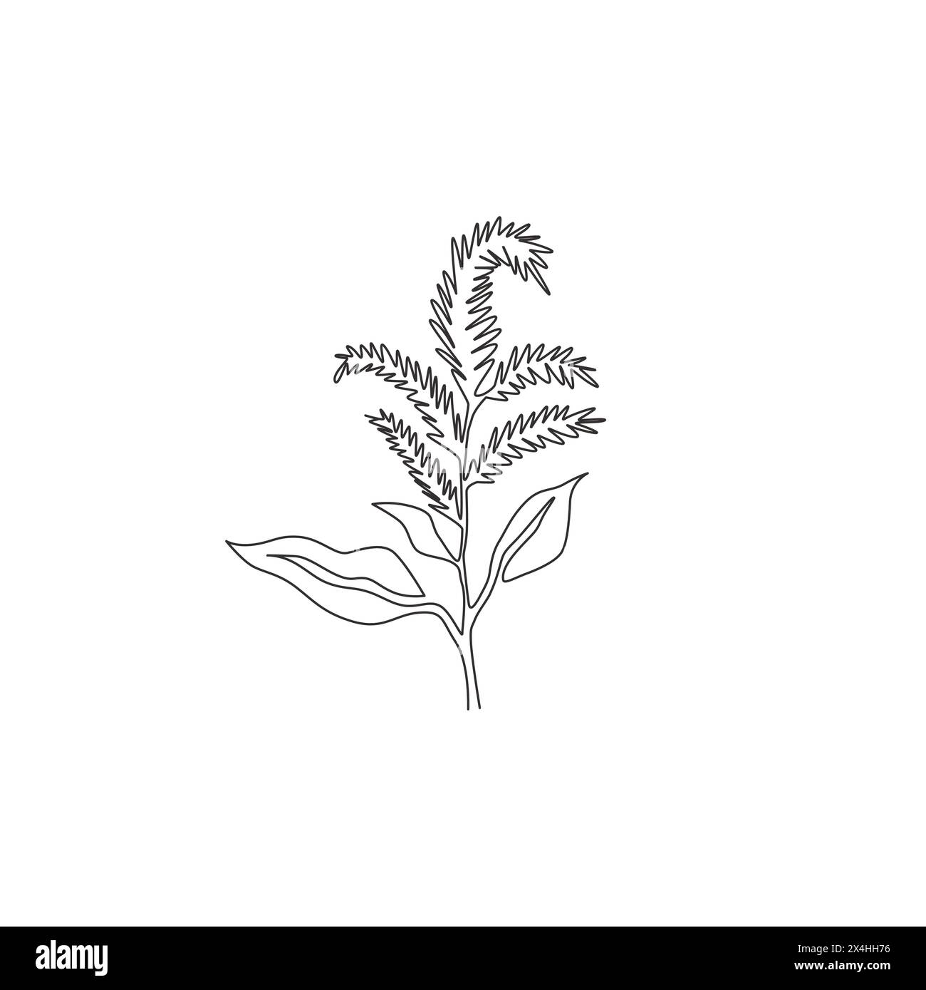 Amaranthaceae amaranthaceae Stock Vector Images - Alamy