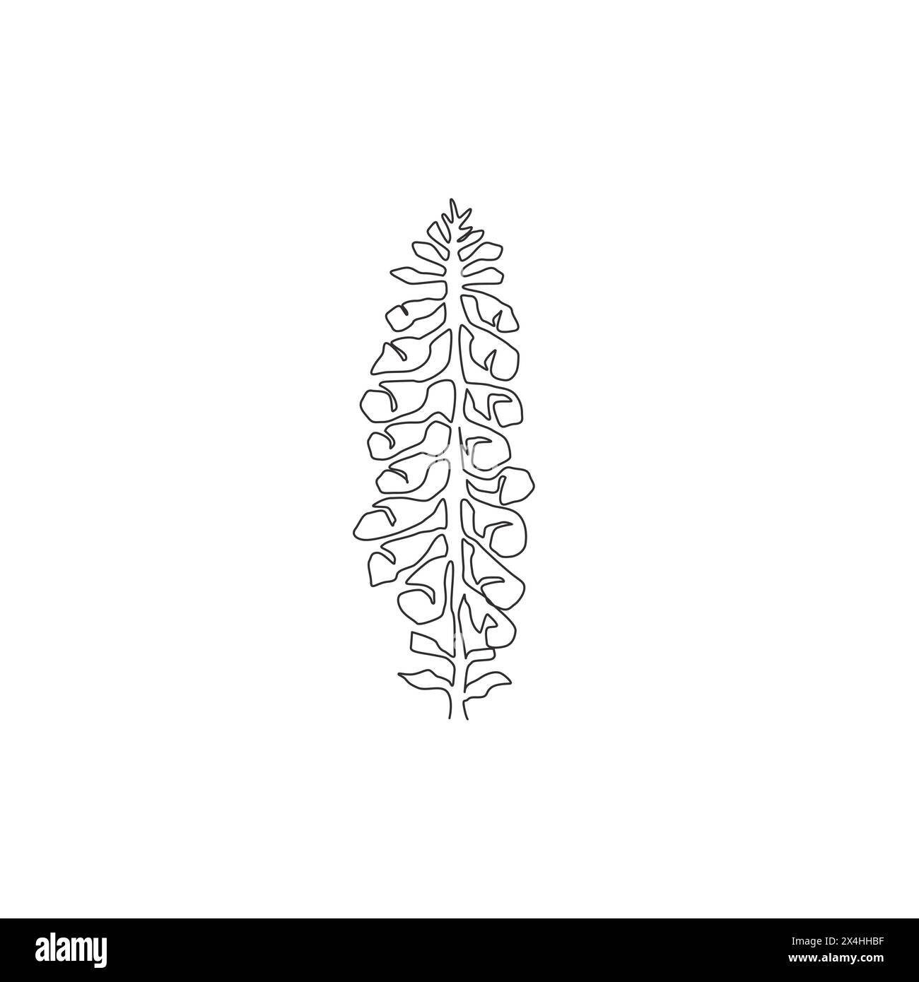 Foxglove illustration Stock Vector Images - Alamy