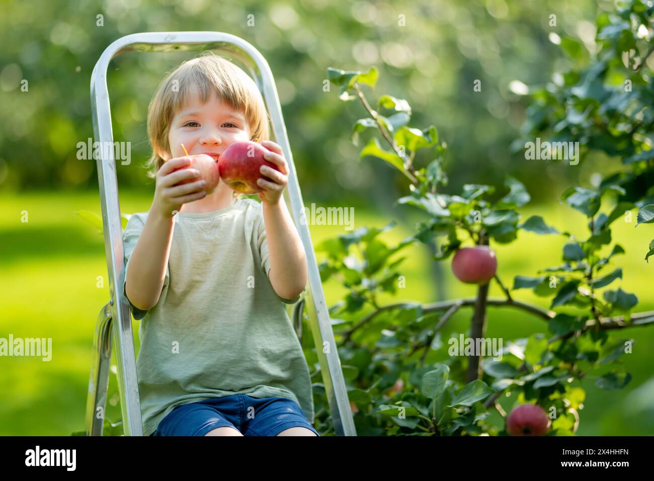 Cute little boy helping to harvest apples in apple tree orchard in ...