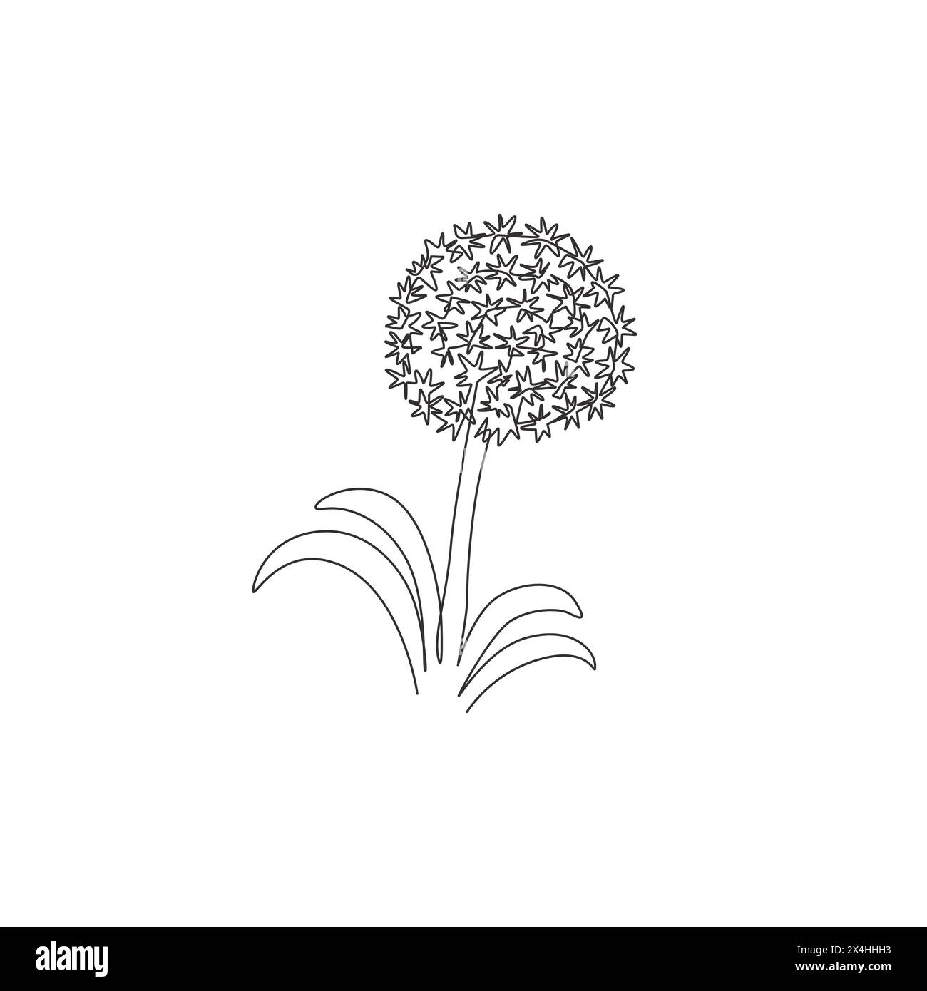 Single allium giganteum flower Stock Vector Images - Alamy