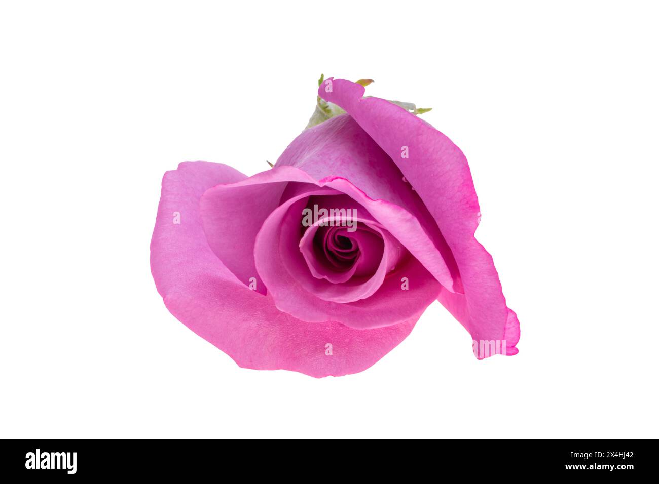 lilac rose isolated on white background Stock Photo - Alamy