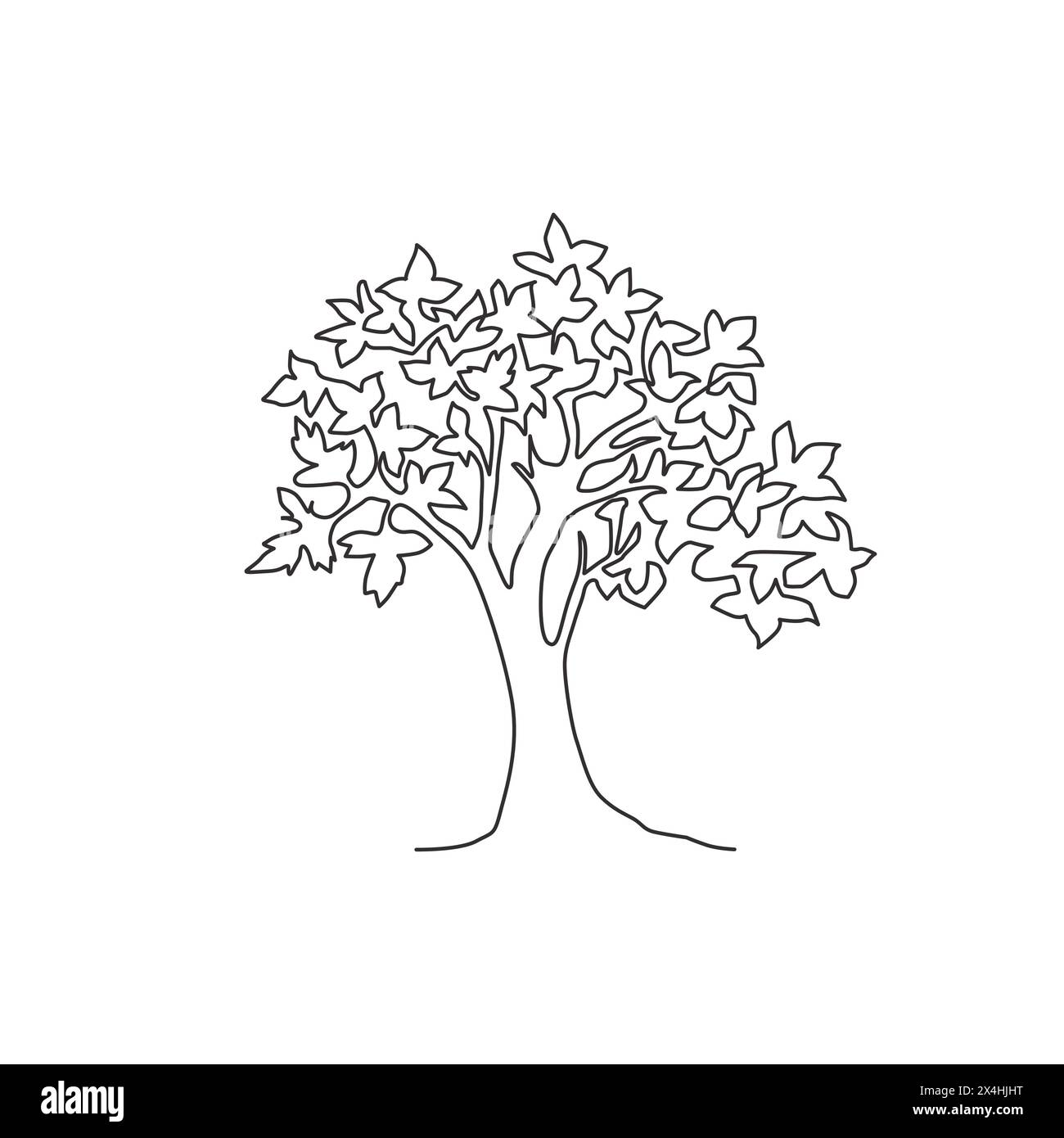 Sycamore botanical illustration hi-res stock photography and images - Alamy