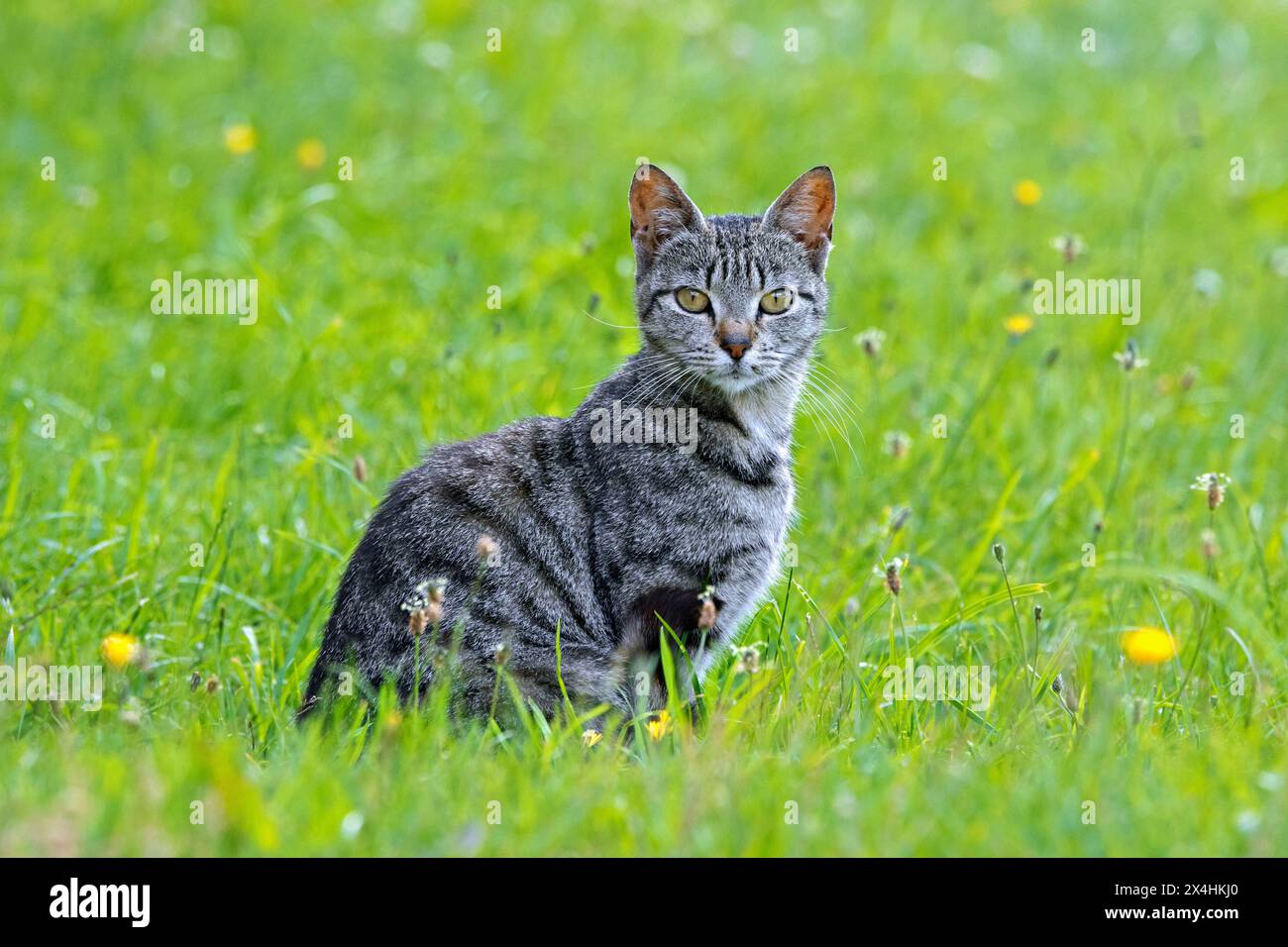 Mackerel striped tabby cat in meadow, showing typical M-shaped marking ...