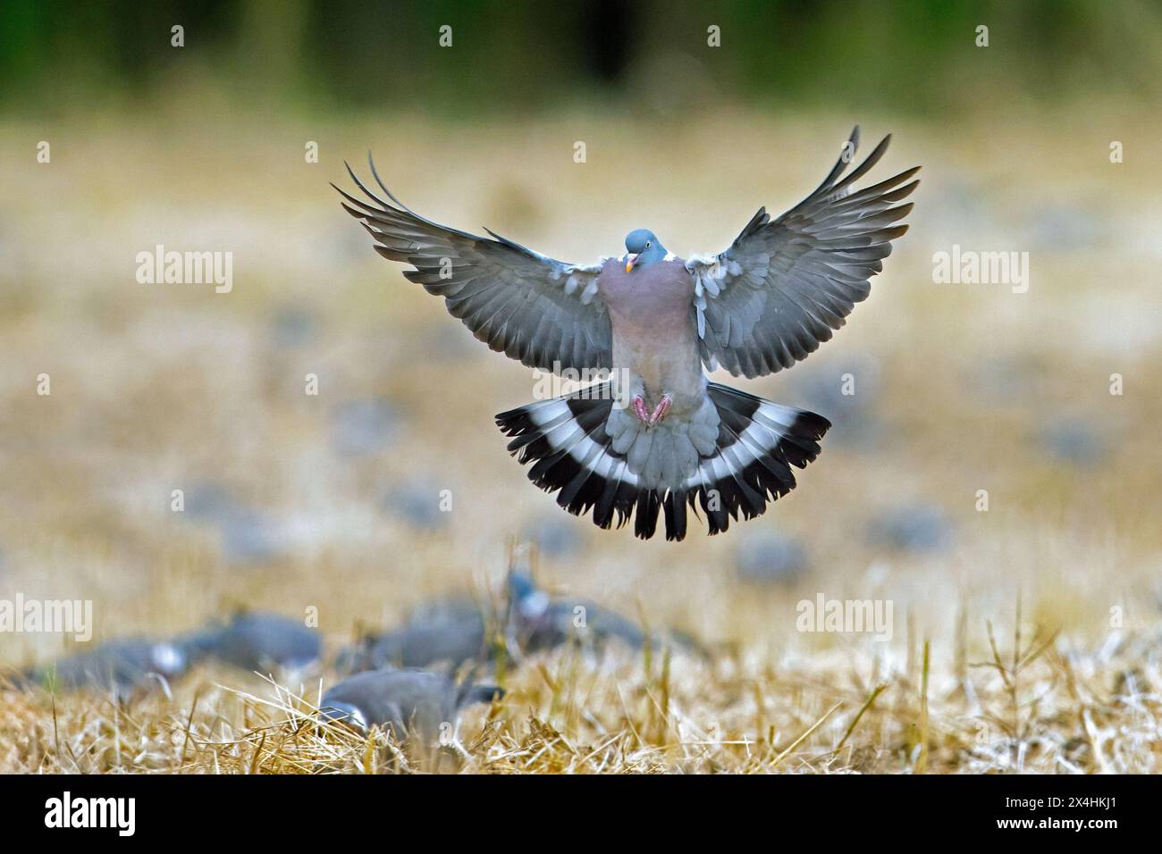Common wood pigeon (Columba palumbus) landing among flock of other ...