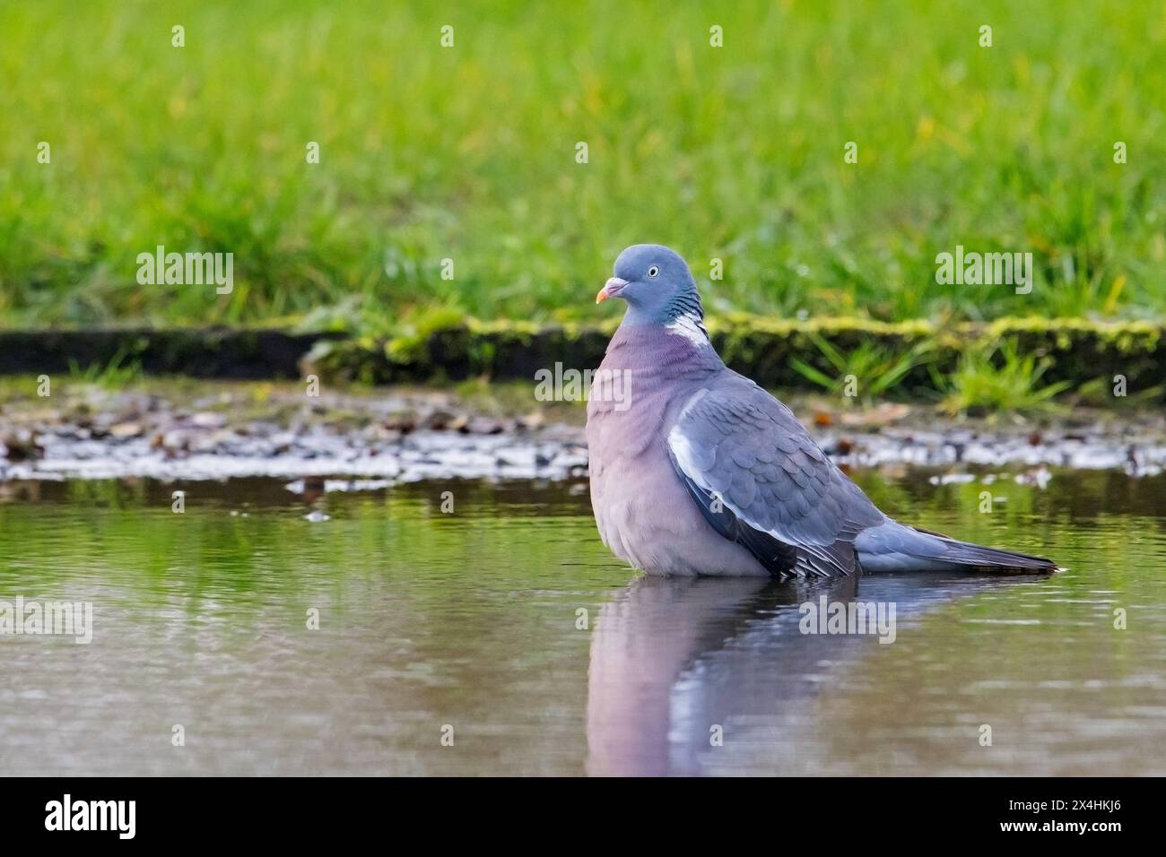 Common wood pigeon (Columba palumbus) bathing in water of pond Stock ...