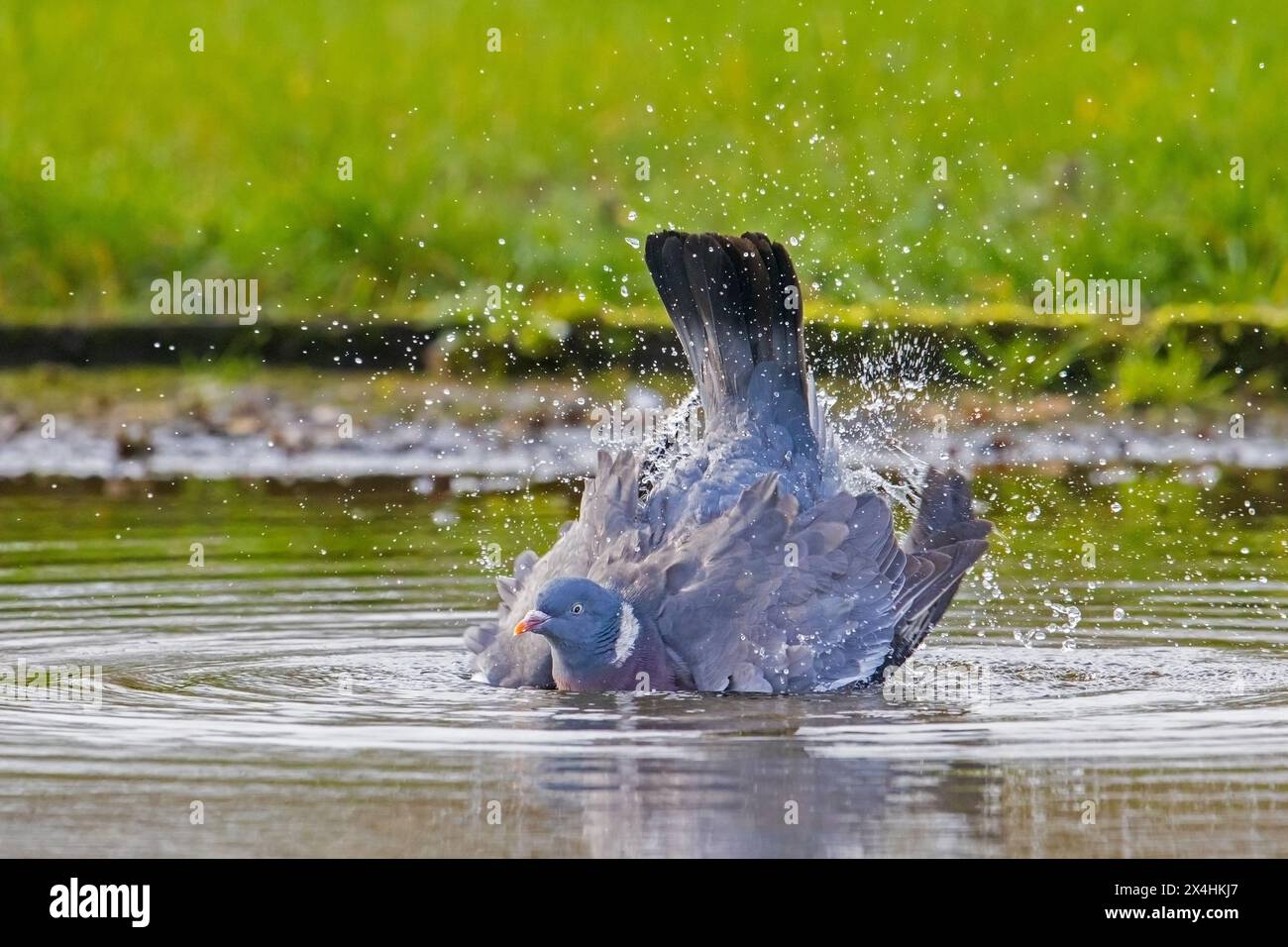 Common wood pigeon (Columba palumbus) bathing in water of pond Stock ...