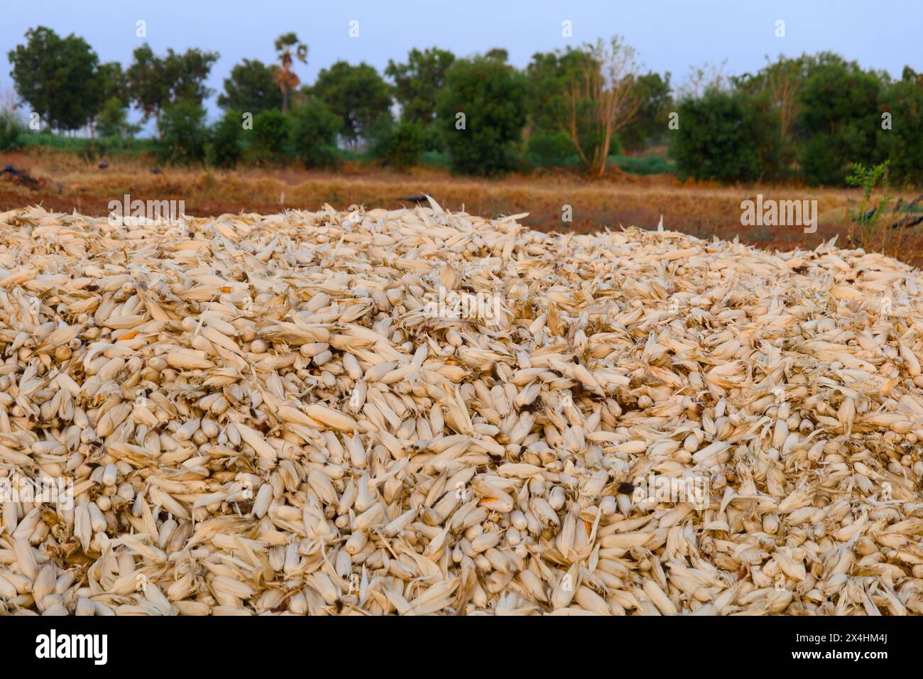 A close-up photo of a mature corn stalk with golden kernels in a field ...