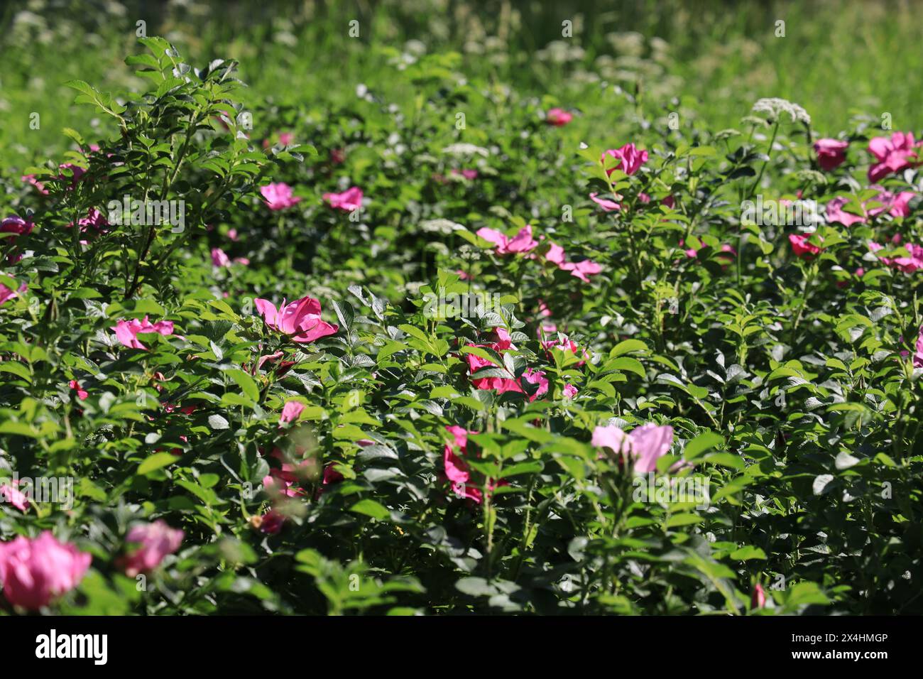 Rosehip flowers hi-res stock photography and images - Alamy