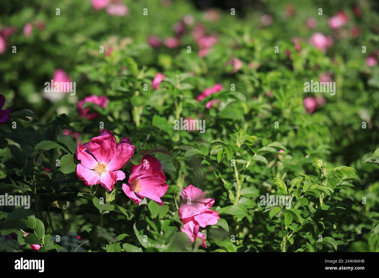 The opened scarlet rosehip buds in close-up and a beautiful background ...