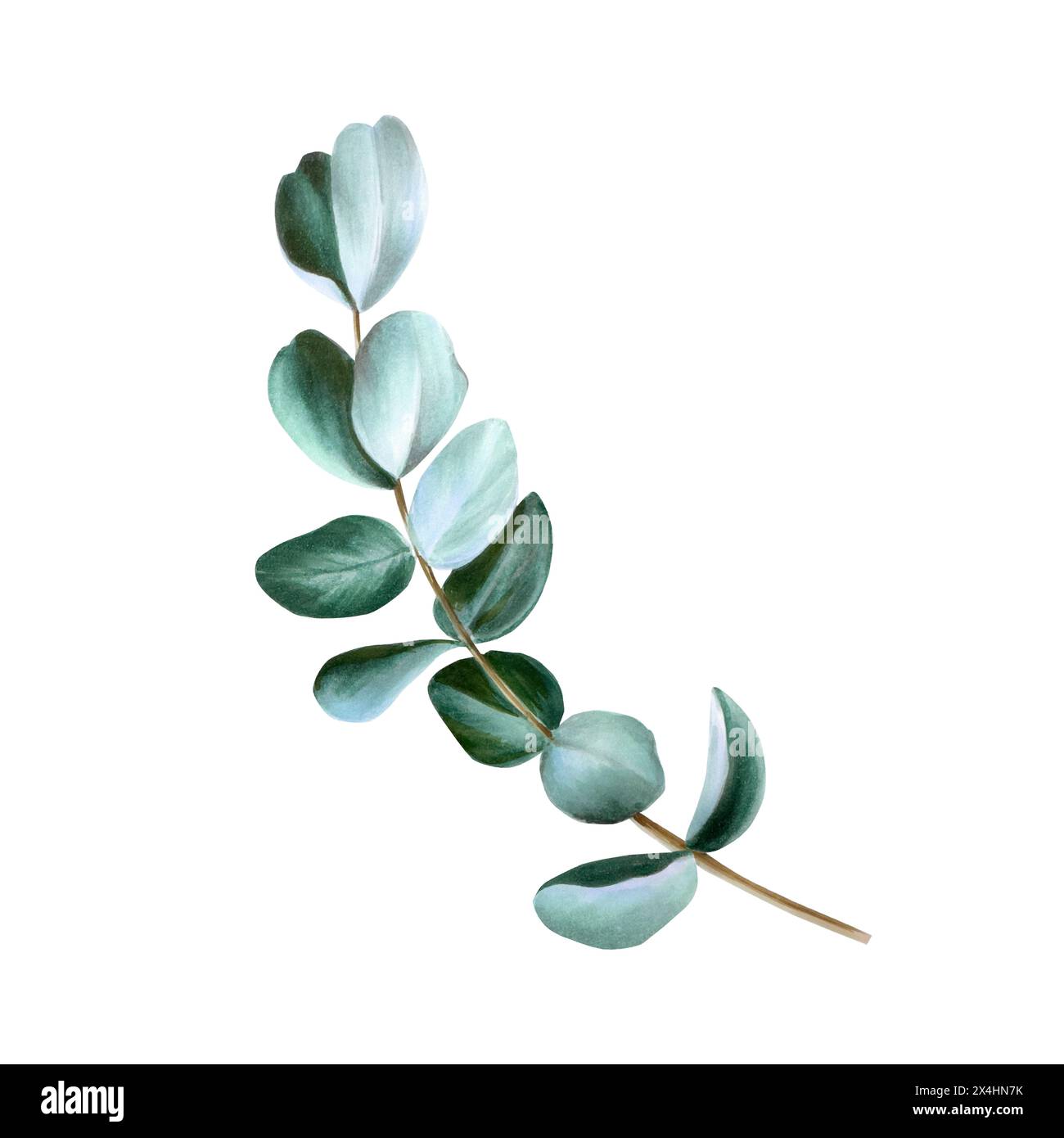 Watercolor template green eucalyptus Cut Out Stock Images & Pictures ...