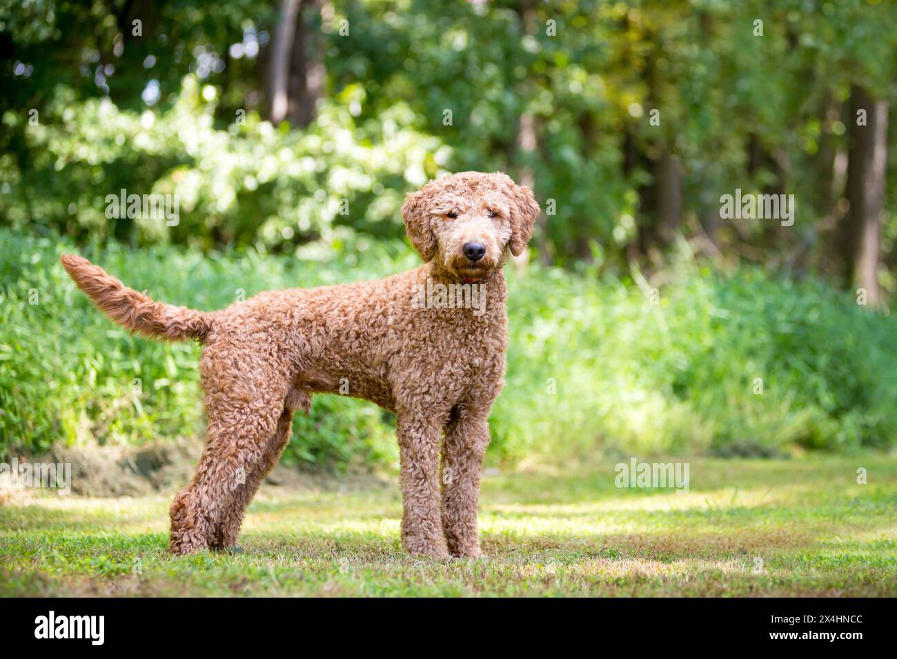 A Golden Retriever x Poodle mixed breed dog, also known as a ...