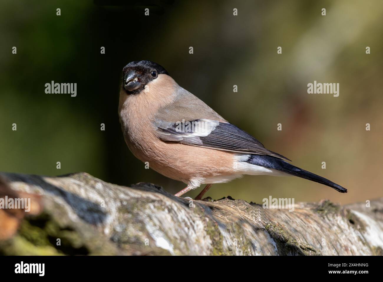 A close up portrait of a female bullfinch, Pyrrhula pyrrhula, as she is ...