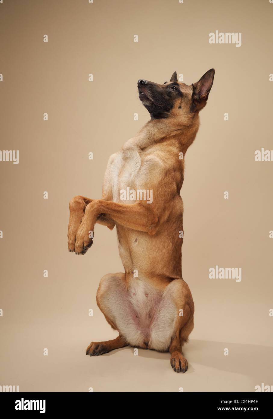 Belgian Malinois performing a trick, standing on hind legs in a studio ...