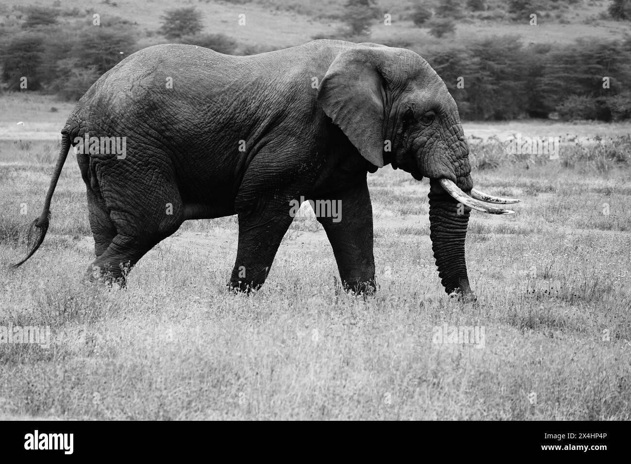 African elephant bull Black and White Stock Photos & Images - Alamy
