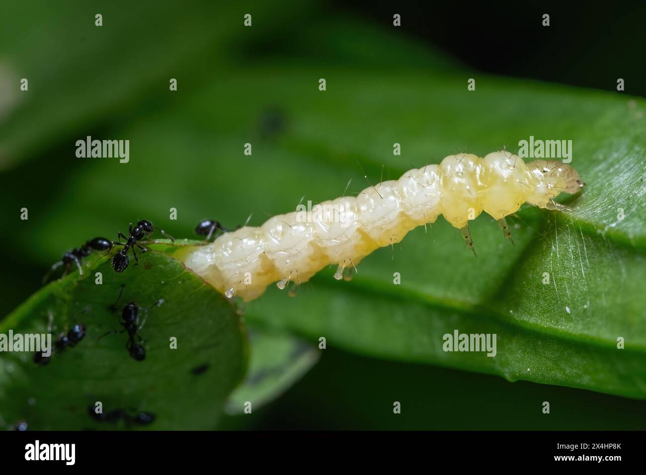 Little Black Ants or Trailing Ants (Monomorium minimum) benefiting from ...