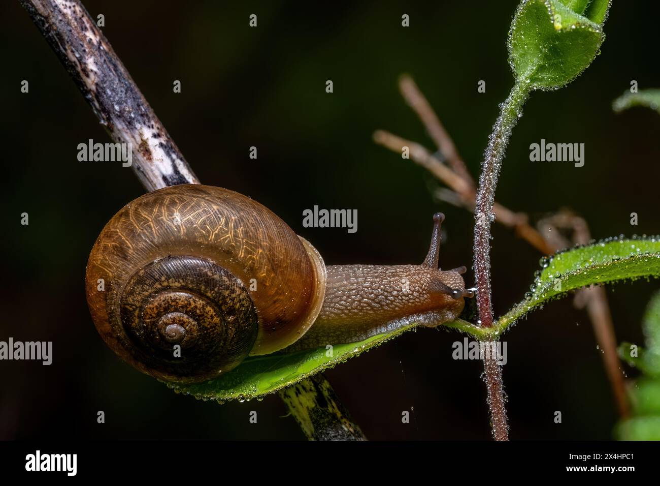 Neohelix hi-res stock photography and images - Alamy