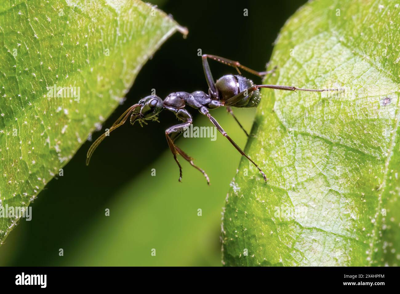 A Silky Field Ant (Formica subsericea) checking to see if the leaf on ...