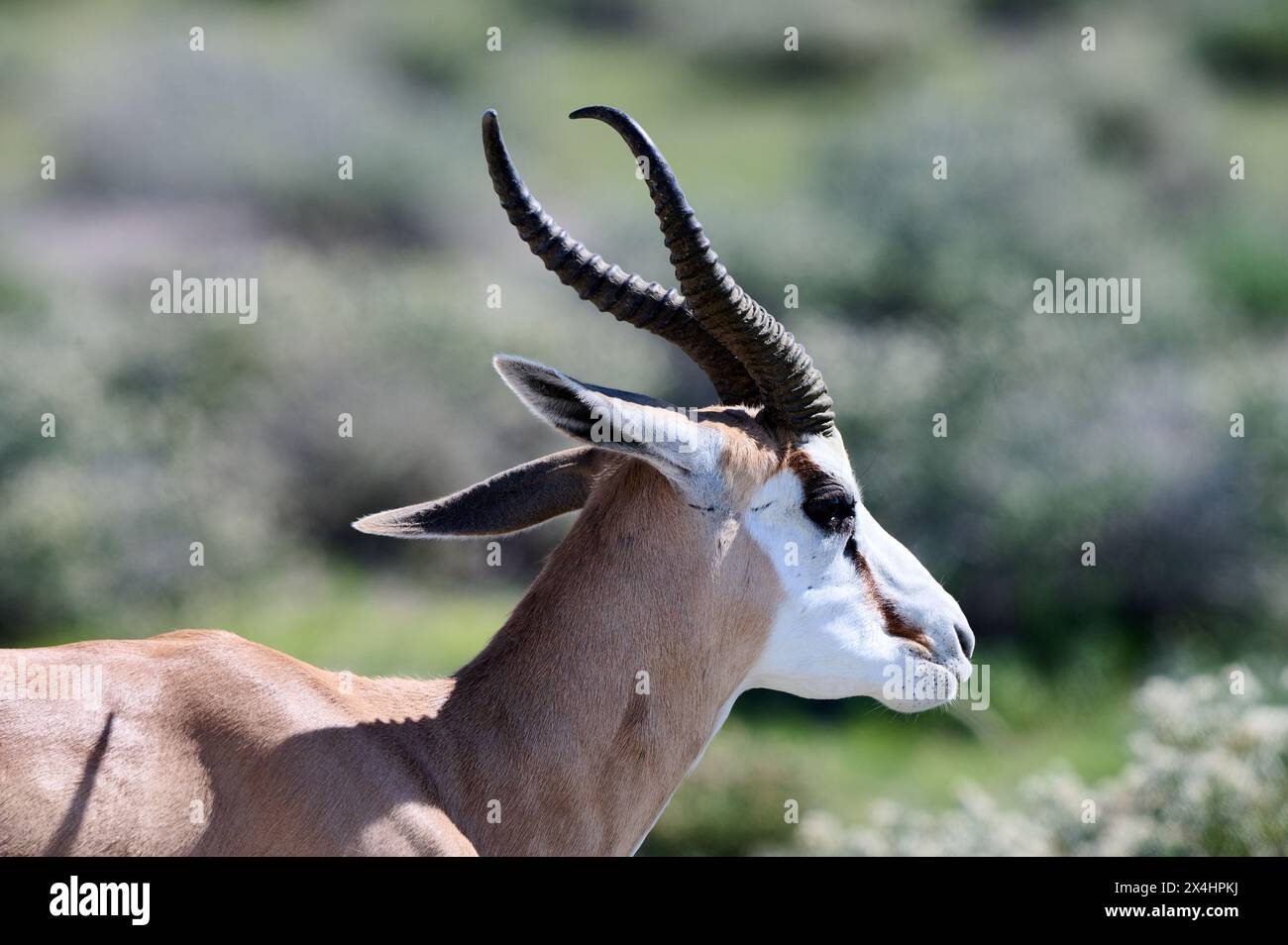 Portrait springbok in namibia hi-res stock photography and images - Alamy