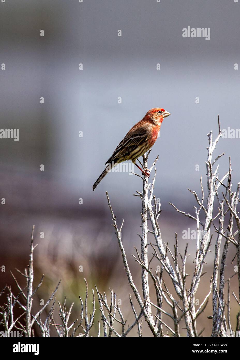 Brown sparrow with streaked back & buff chest. Thrives in Dublin's ...
