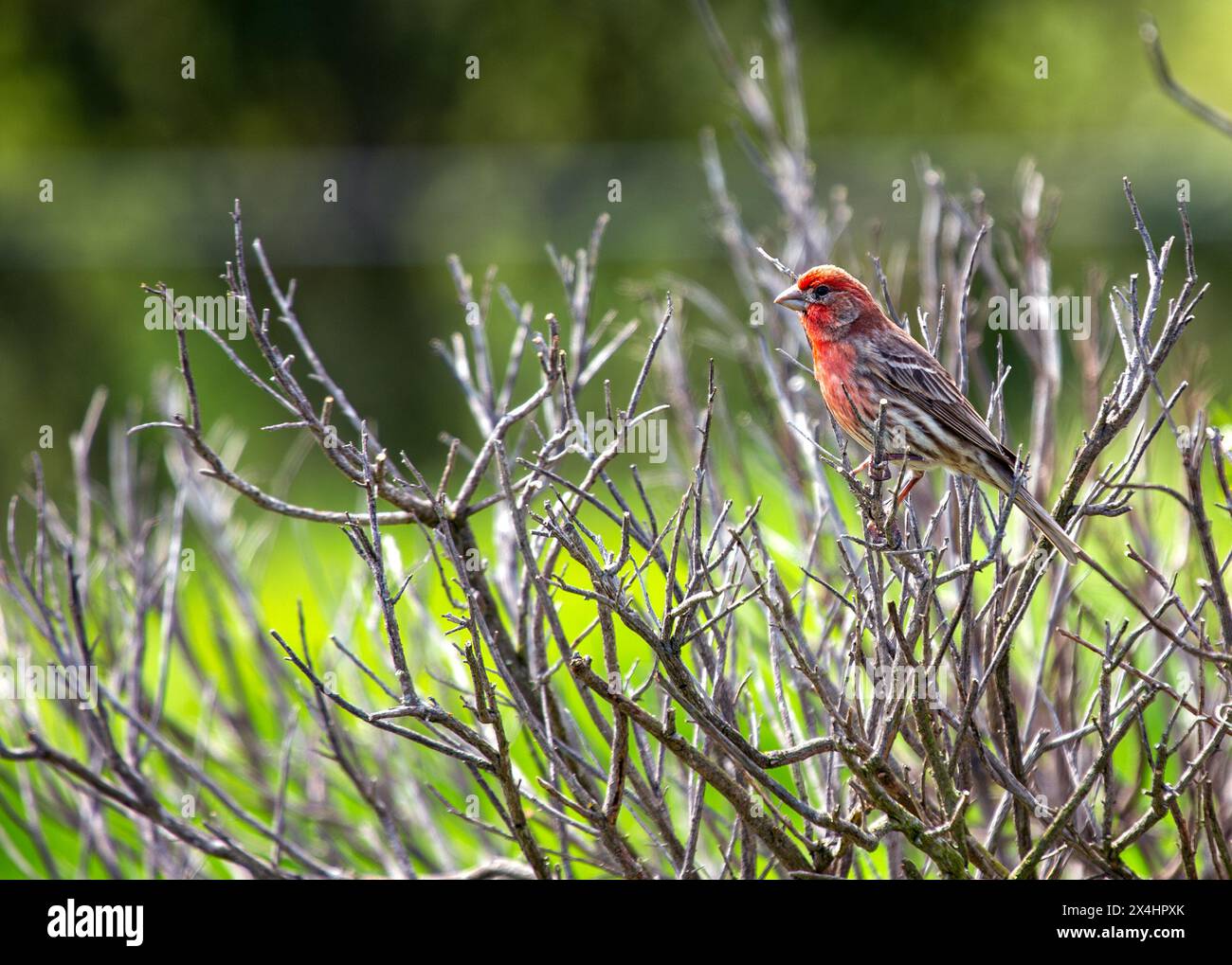 Brown sparrow with streaked back & buff chest. Thrives in Dublin's ...