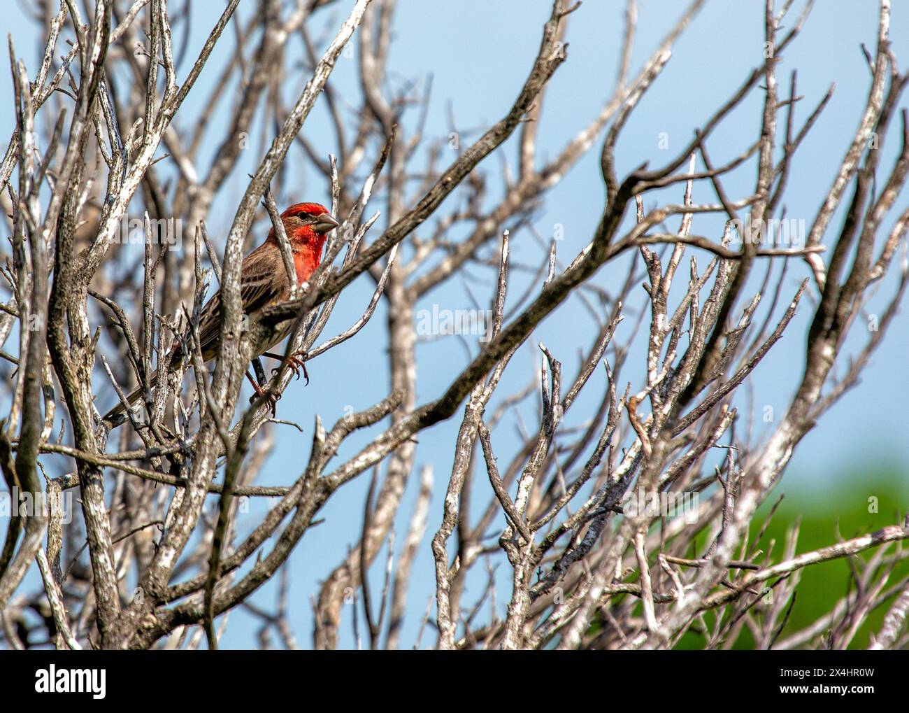 Brown sparrow with streaked back & buff chest. Thrives in Dublin's ...
