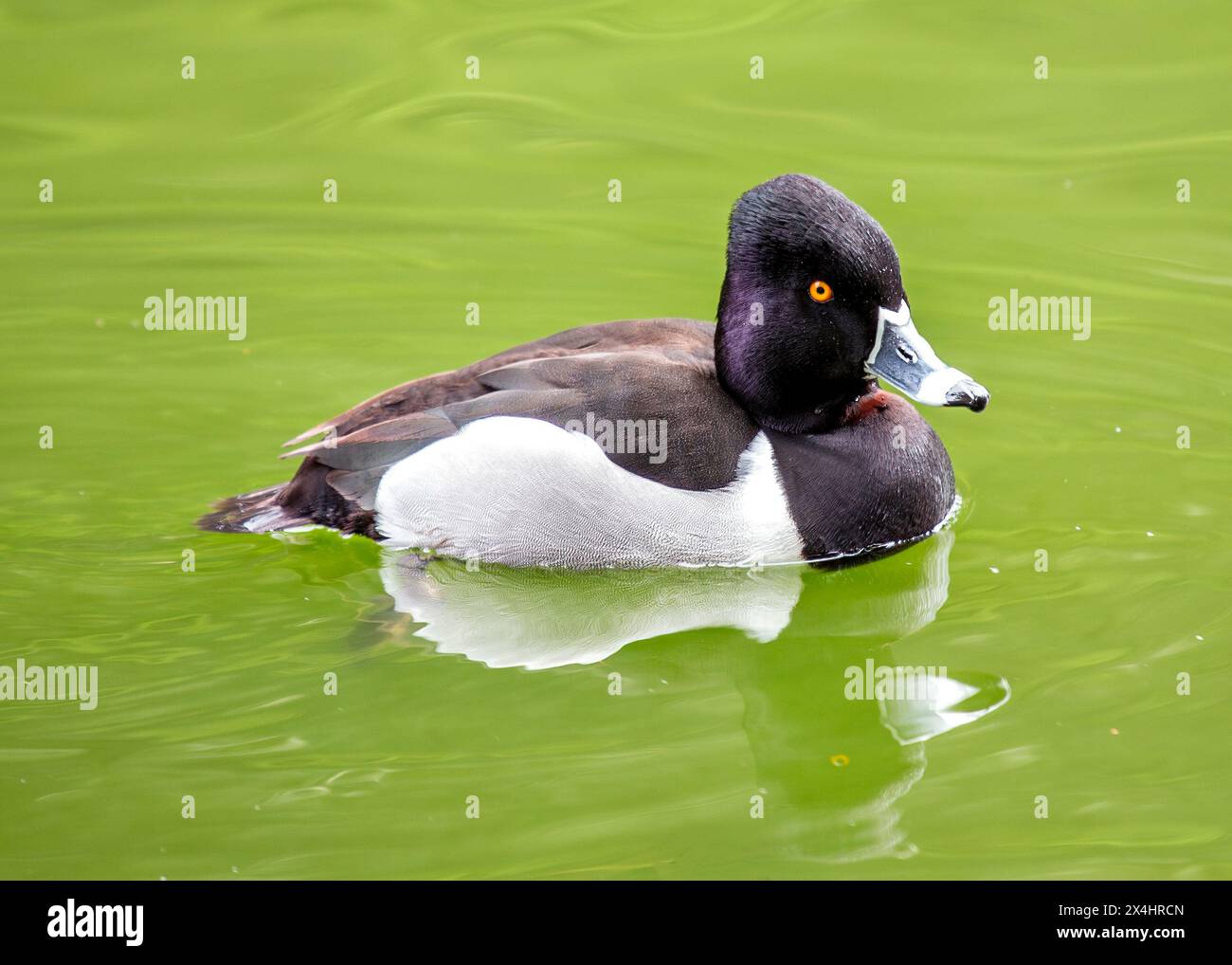 Dazzling drake with black & white plumage and a distinctive head tuft ...