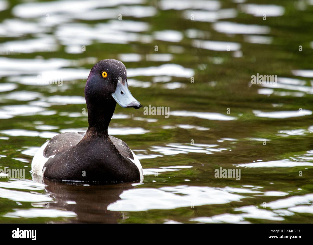 Dazzling drake with black & white plumage and a distinctive head tuft ...