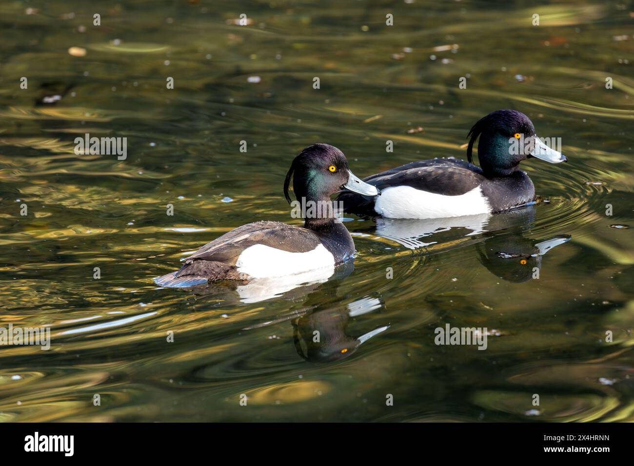 Dazzling drake with black & white plumage and a distinctive head tuft ...