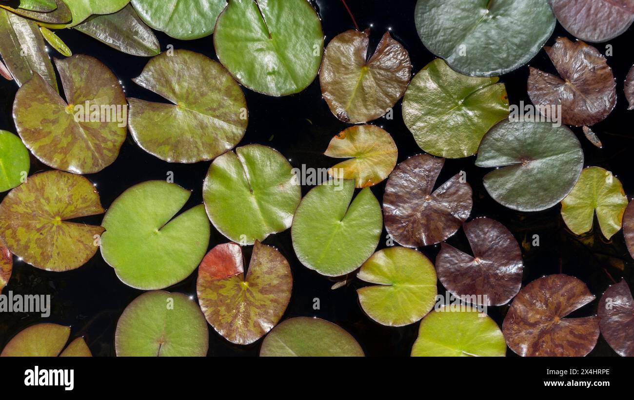 Water lilies pads, natural background as seen from above Stock Photo ...
