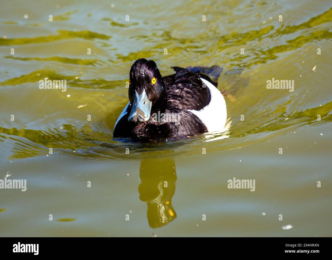 Dazzling drake with black & white plumage and a distinctive head tuft ...