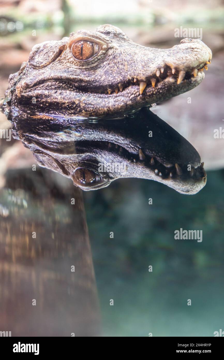 Cuvier Caiman - Paleosuchus palpebrosus. Reptile predator, tropical ...