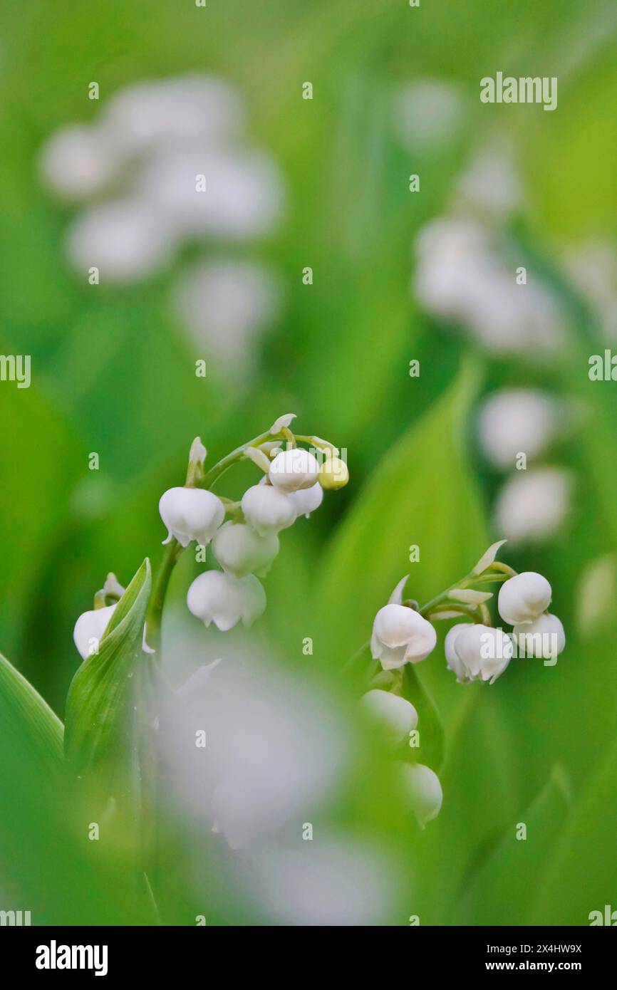 Lily of the valley, Germany Stock Photo - Alamy