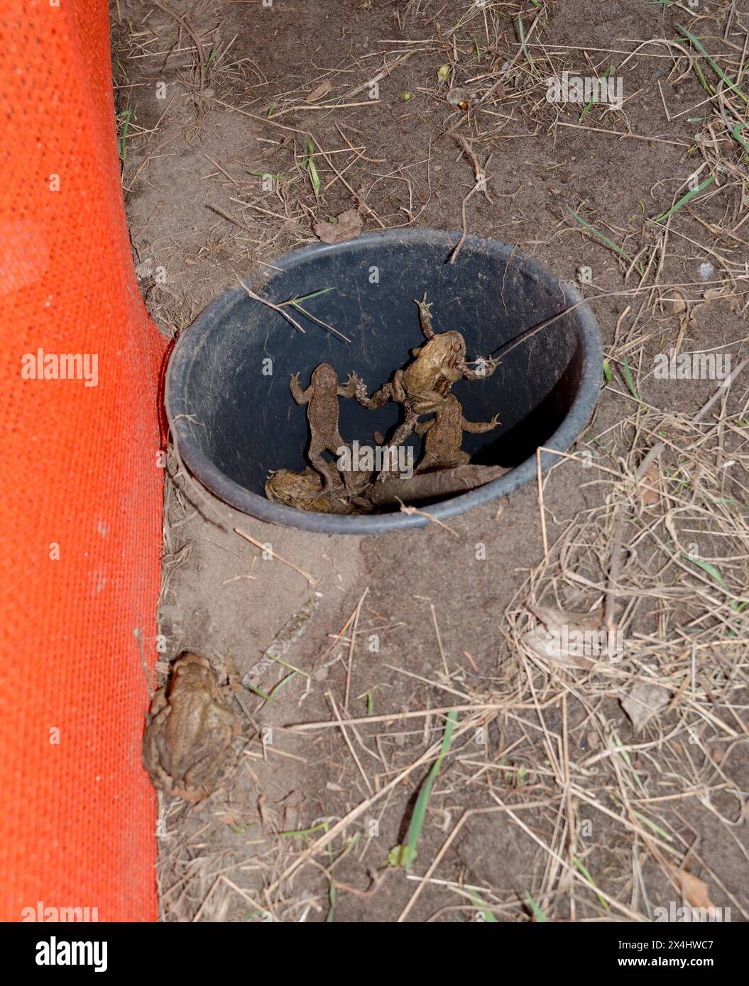 Common toads (Bufo Bufo), males, females, pairs in amplexus and single ...