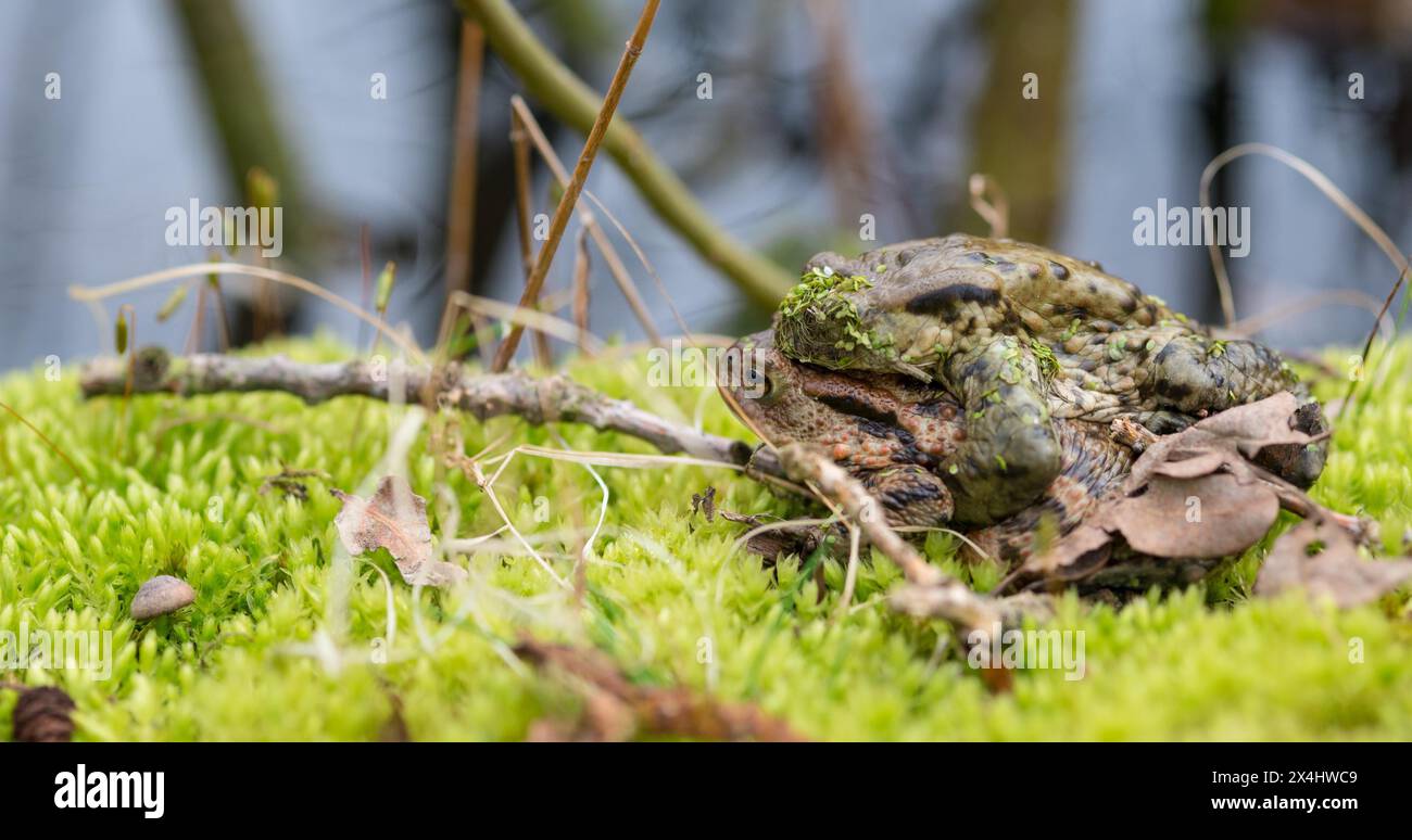 Two mating Common toads (Bufo Bufo), male, female animal, pair in ...