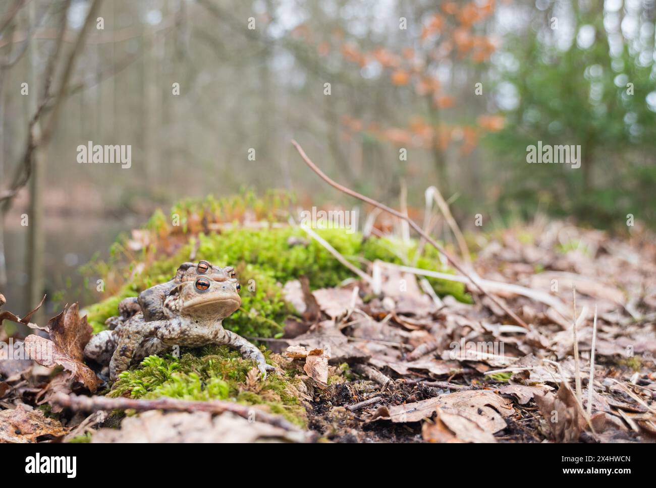 Two mating Common toads (Bufo Bufo), male, female animal, pair on moss ...