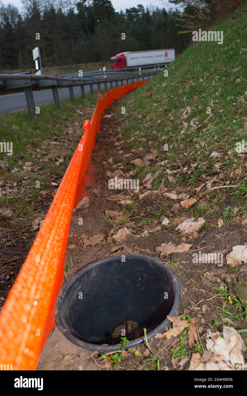 Common toads (Bufo Bufo) in a bucket buried in the ground next to an amphibian fence in the ...