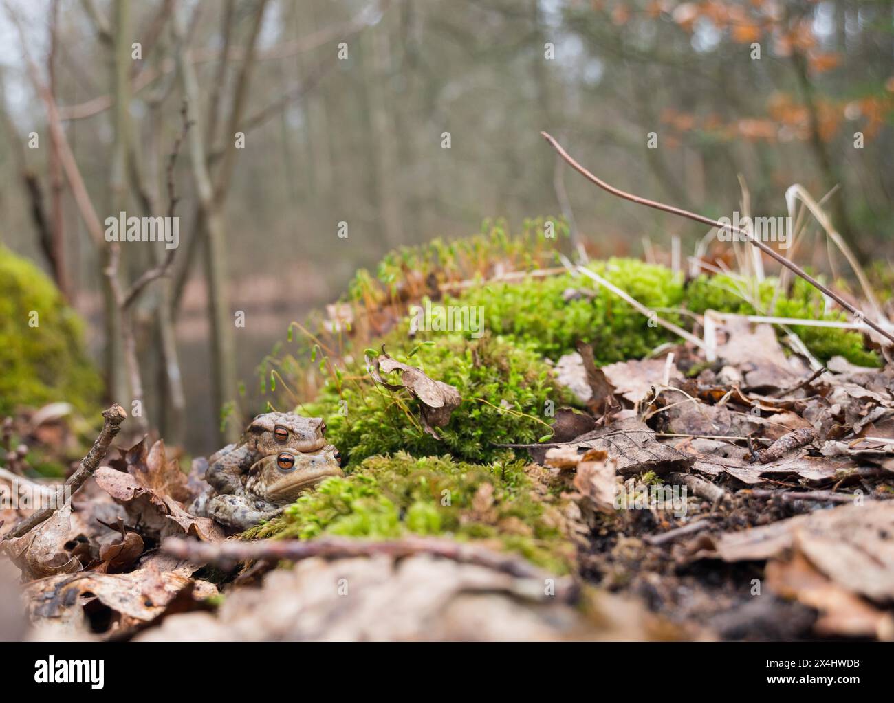 Search image with two mating Common toads (Bufo Bufo), male, female ...