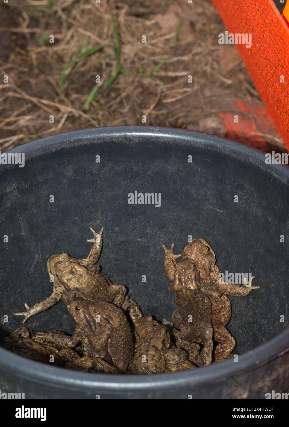 Common toads (Bufo Bufo), males, females, pairs in amplexus and single ...