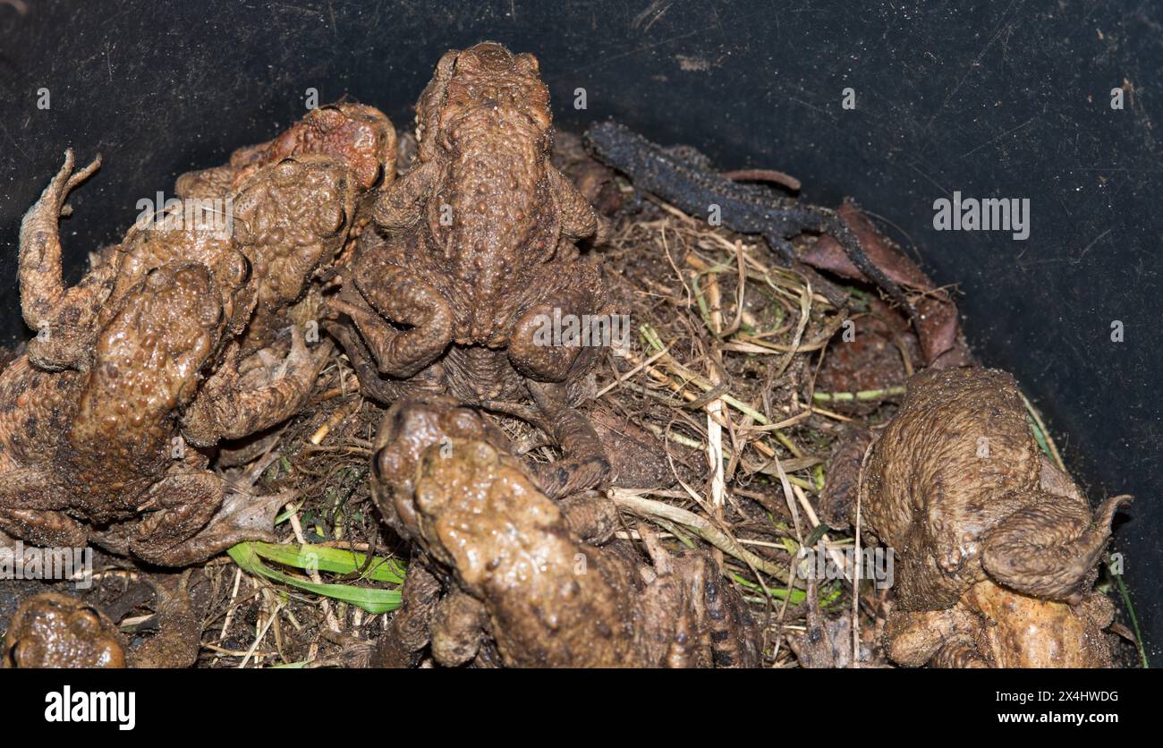 Many Common toads (Bufo Bufo), males, females, pairs in amplexus and ...