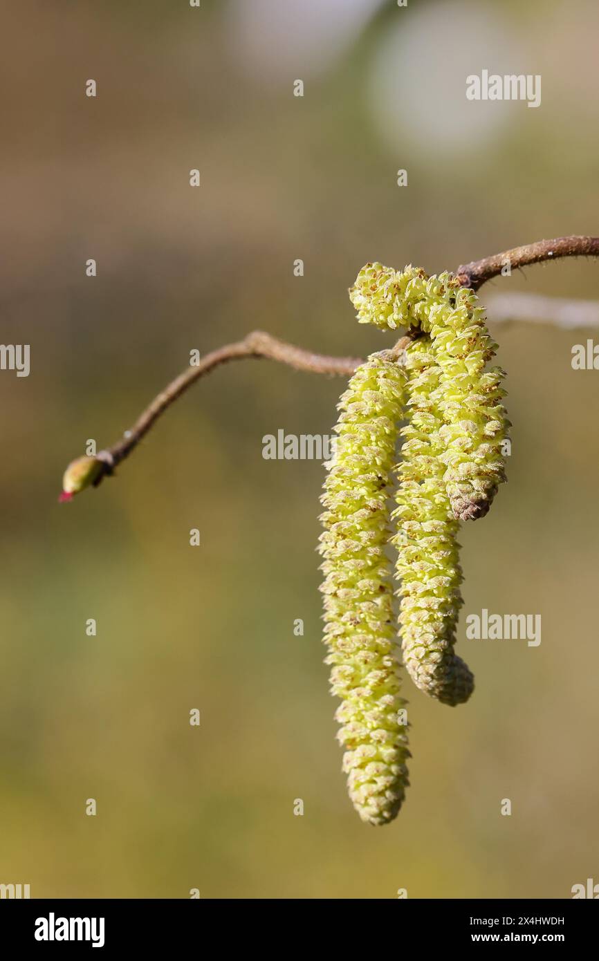 Male hazelnut blossom hi-res stock photography and images - Alamy