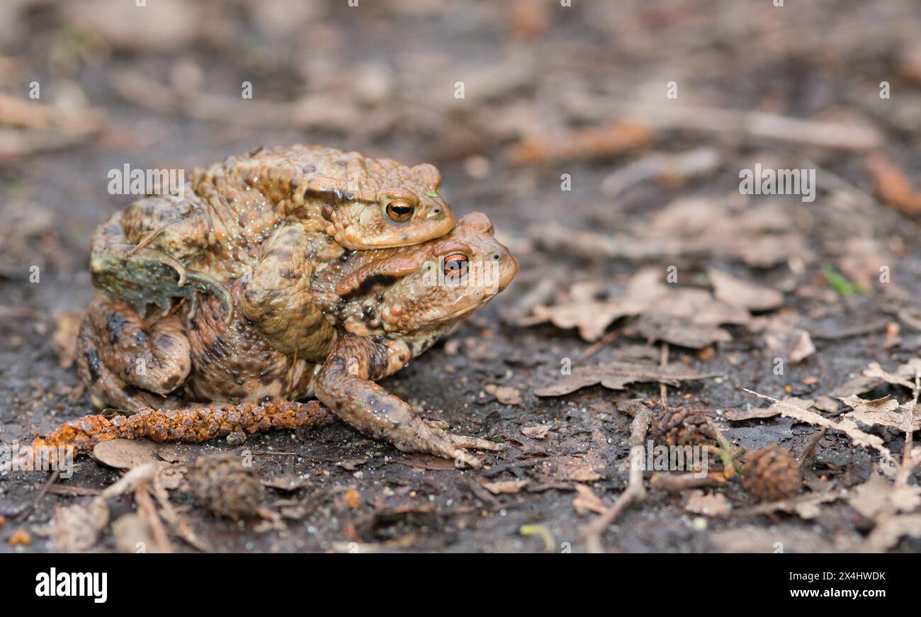 Two mating Common toads (Bufo Bufo), male, female animal, pair on ...